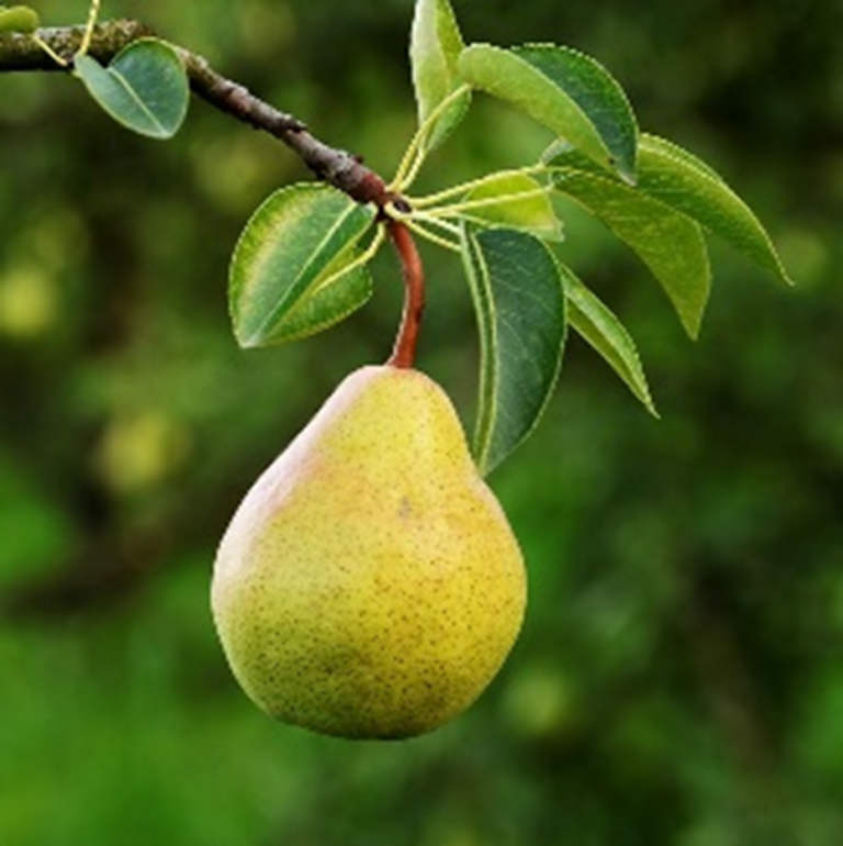Pear - Box Tree Co.
