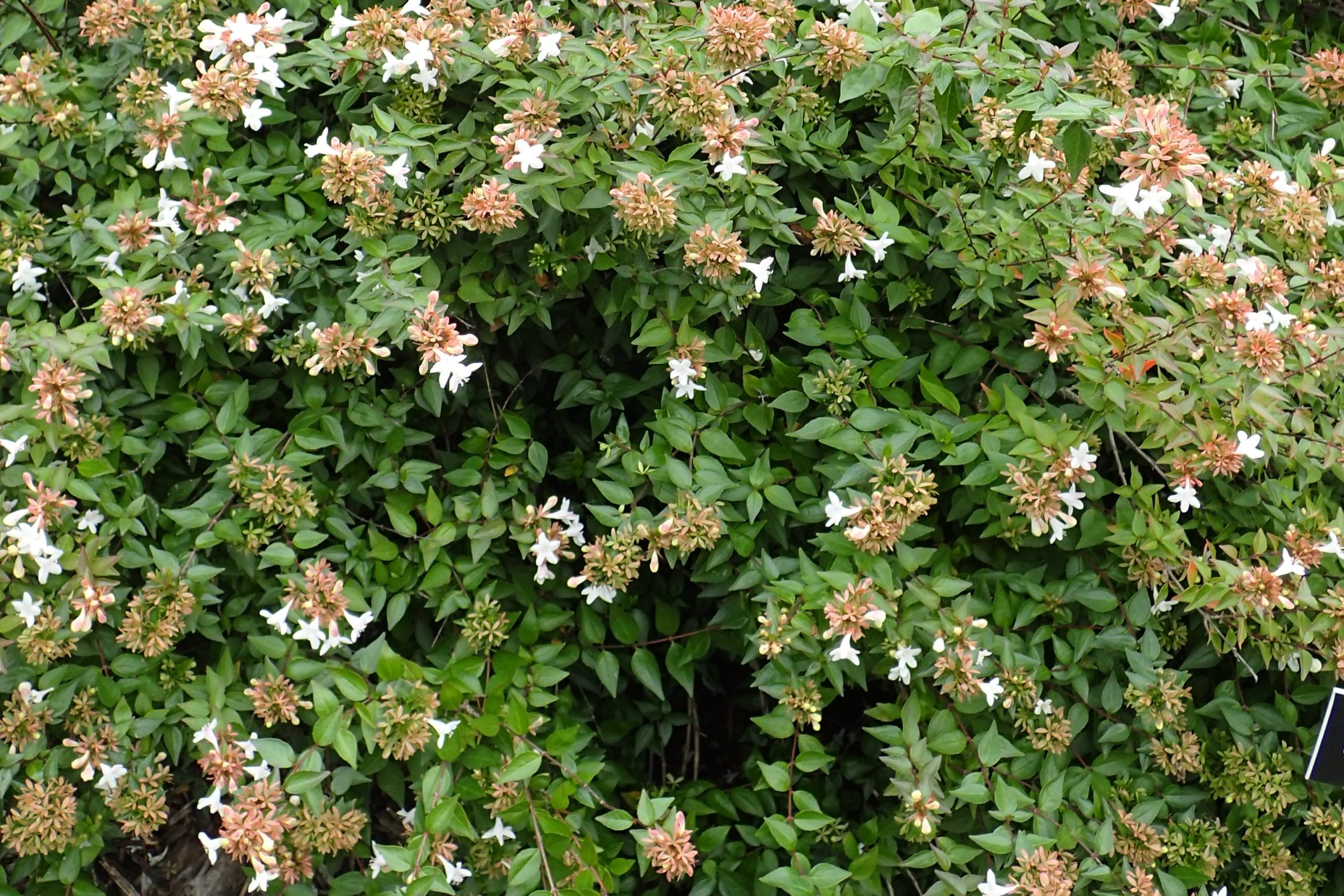Shrub - Box Tree Co.
