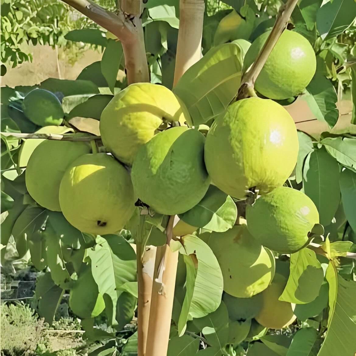 Guava - Box Tree Co.